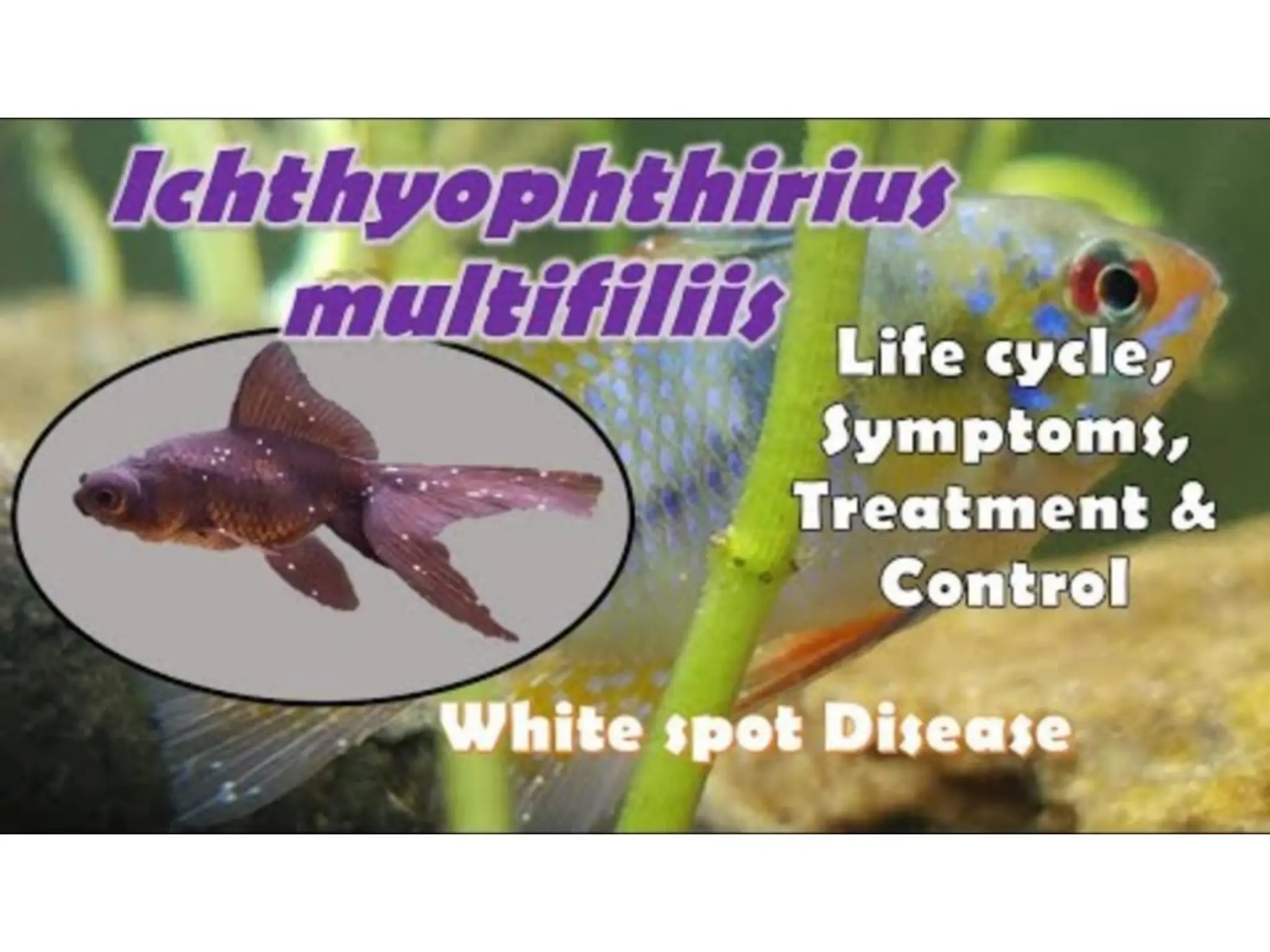 fish-diseases-(Protozoan & Ectoparasitic).pdf