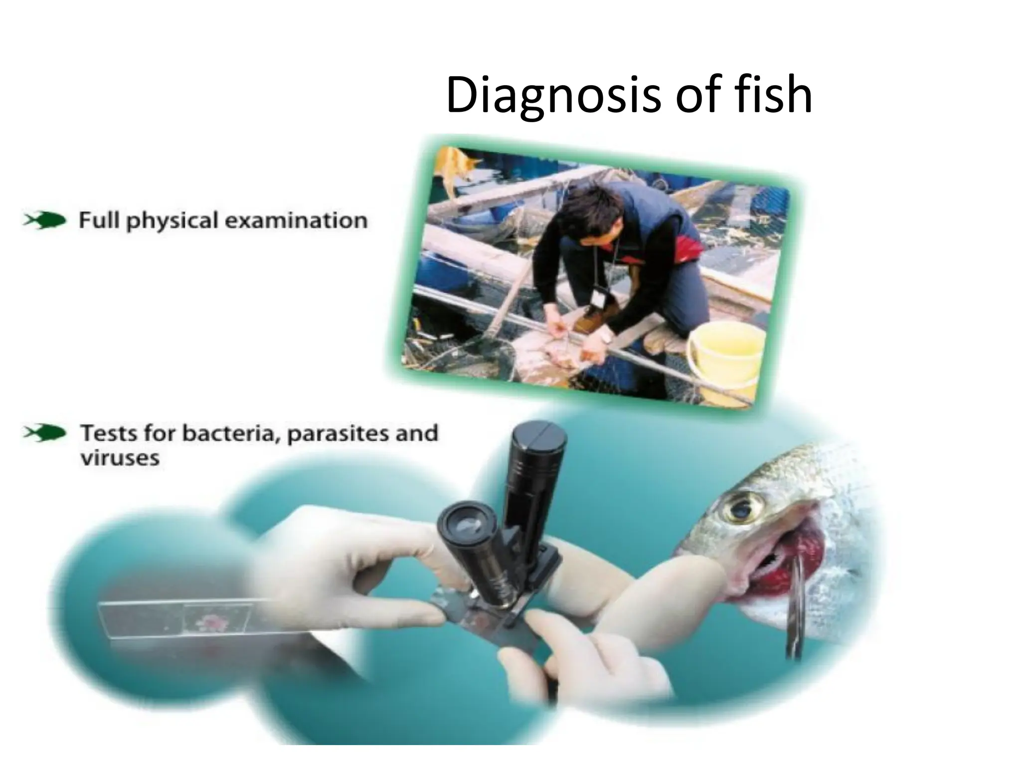 fish-diseases-(Protozoan & Ectoparasitic).pdf