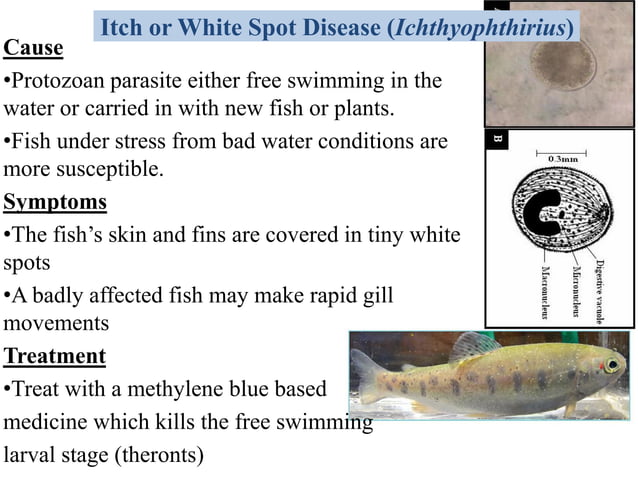 fish-diseases-(Protozoan & Ectoparasitic).pdf