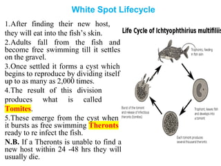 fish-diseases-(Protozoan & Ectoparasitic).pdf