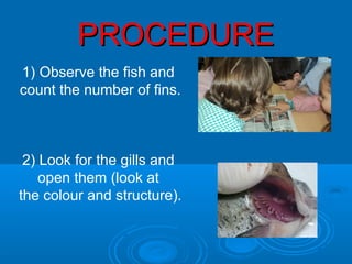 Sardine dissection | PPT