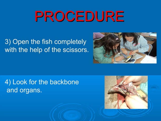 Sardine dissection | PPT