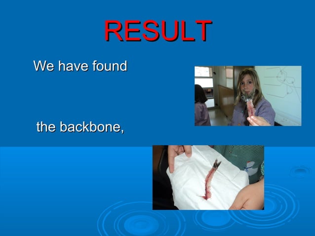 Sardine dissection | PPT