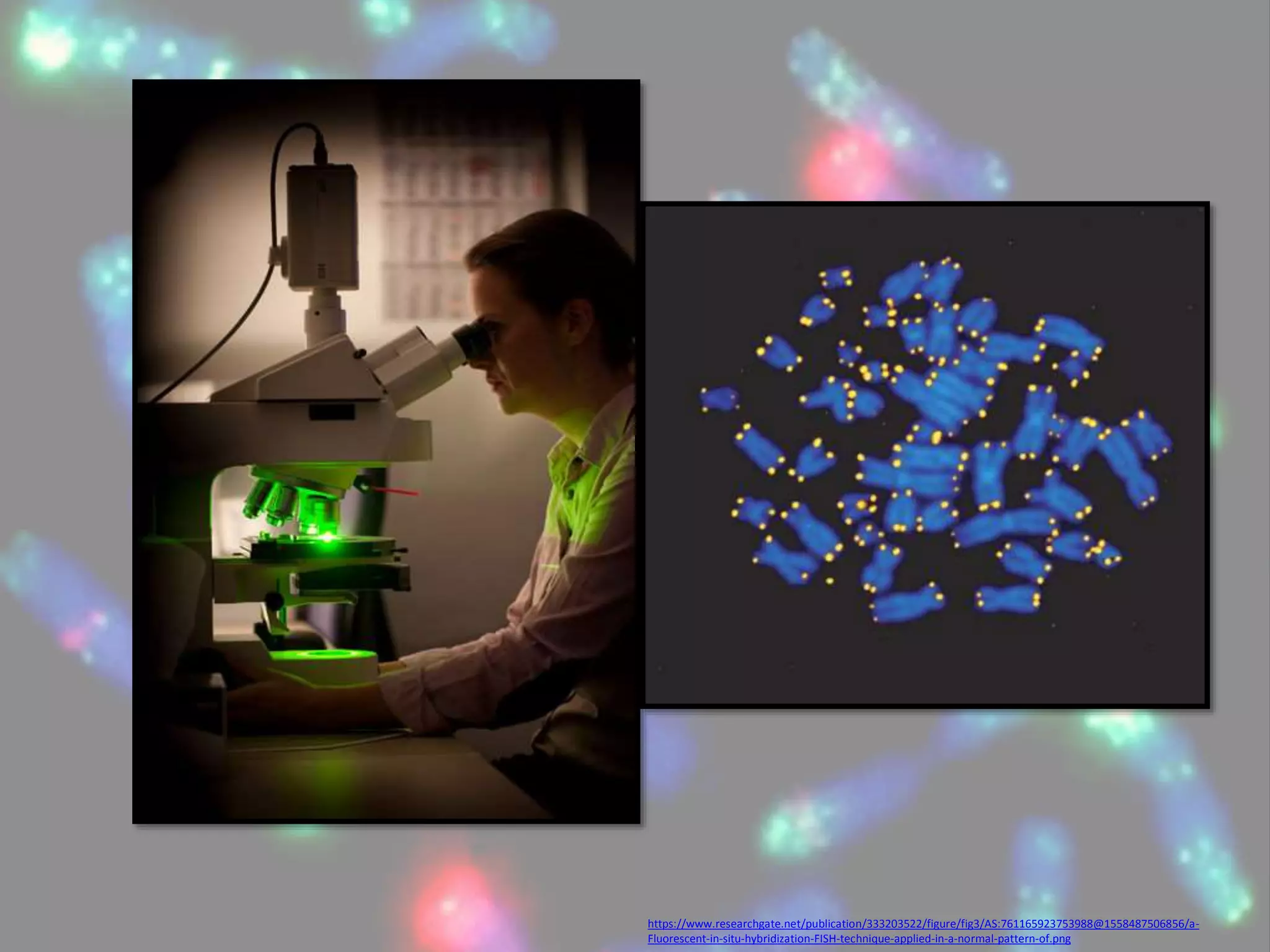 Fish fluorescence in situ hybridization | PPTX