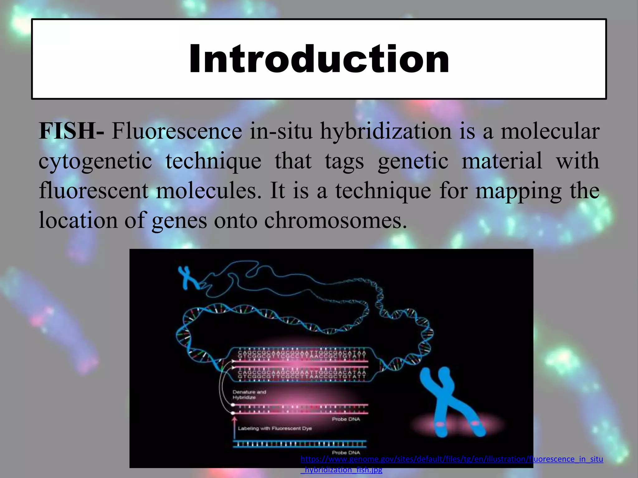 Fish fluorescence in situ hybridization | PPTX | Biological Sciences | Science