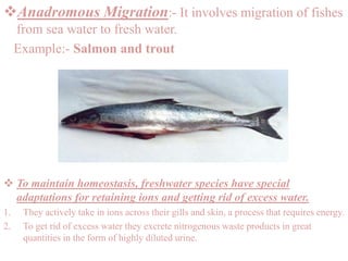 fish-migration.pptx