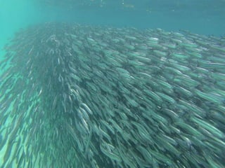 fish-migration.pptx