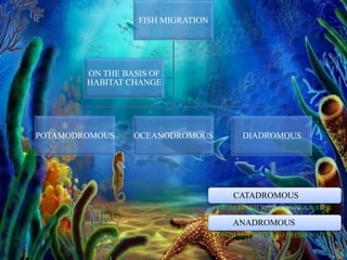 fish-migration.pptx