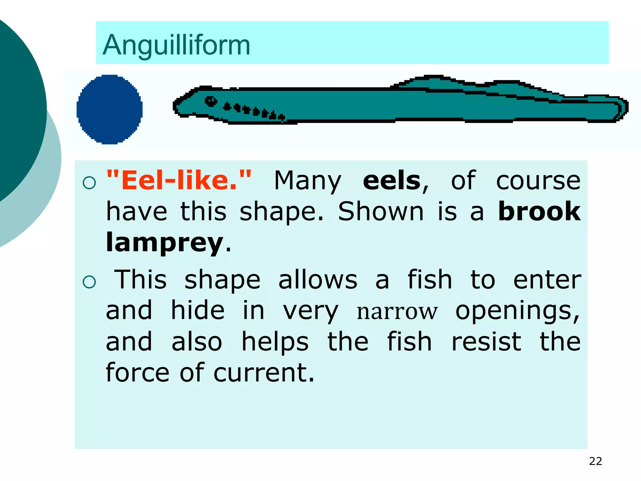 Fish morphology | PPTX