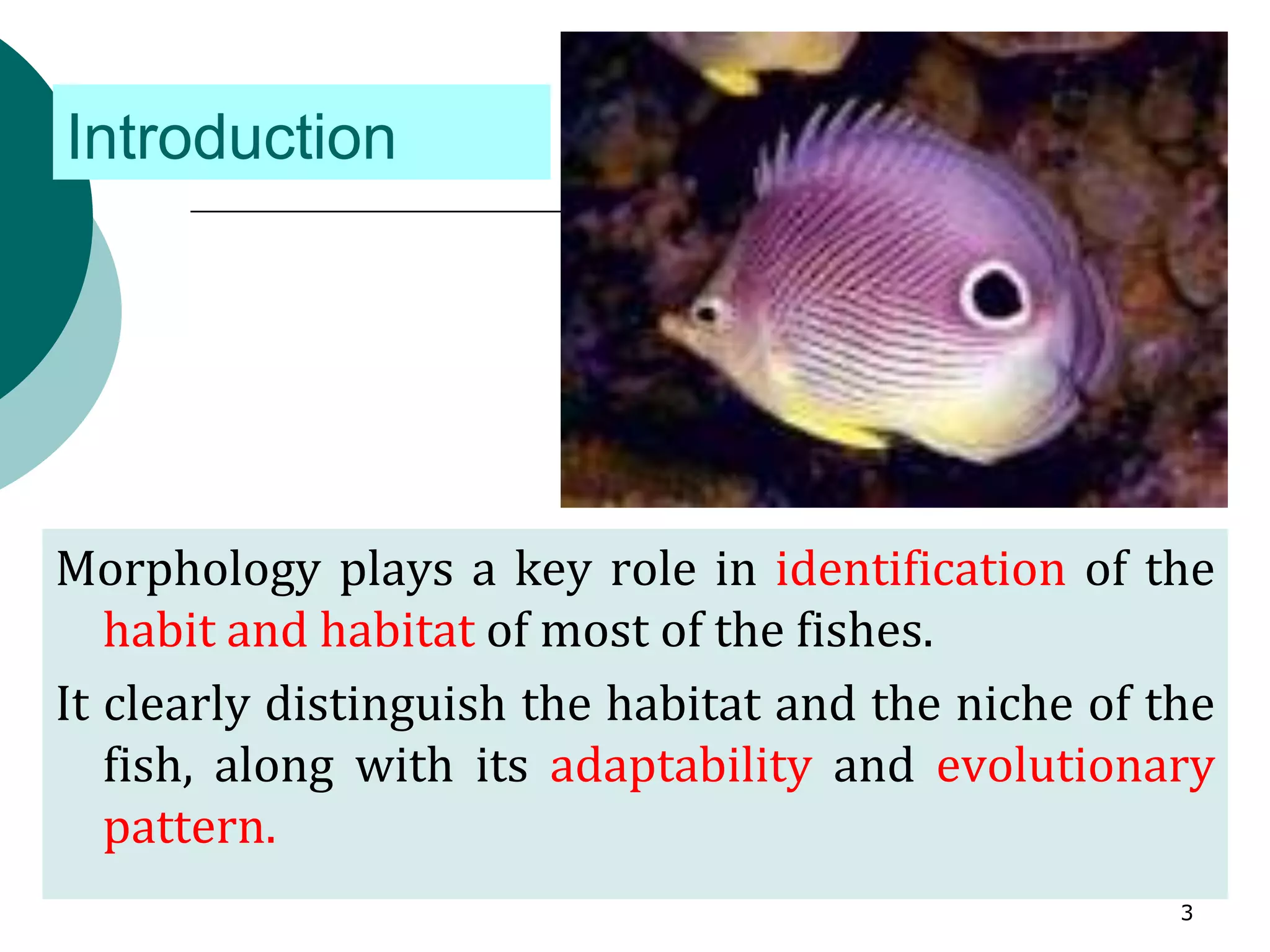 Fish morphology | PPTX