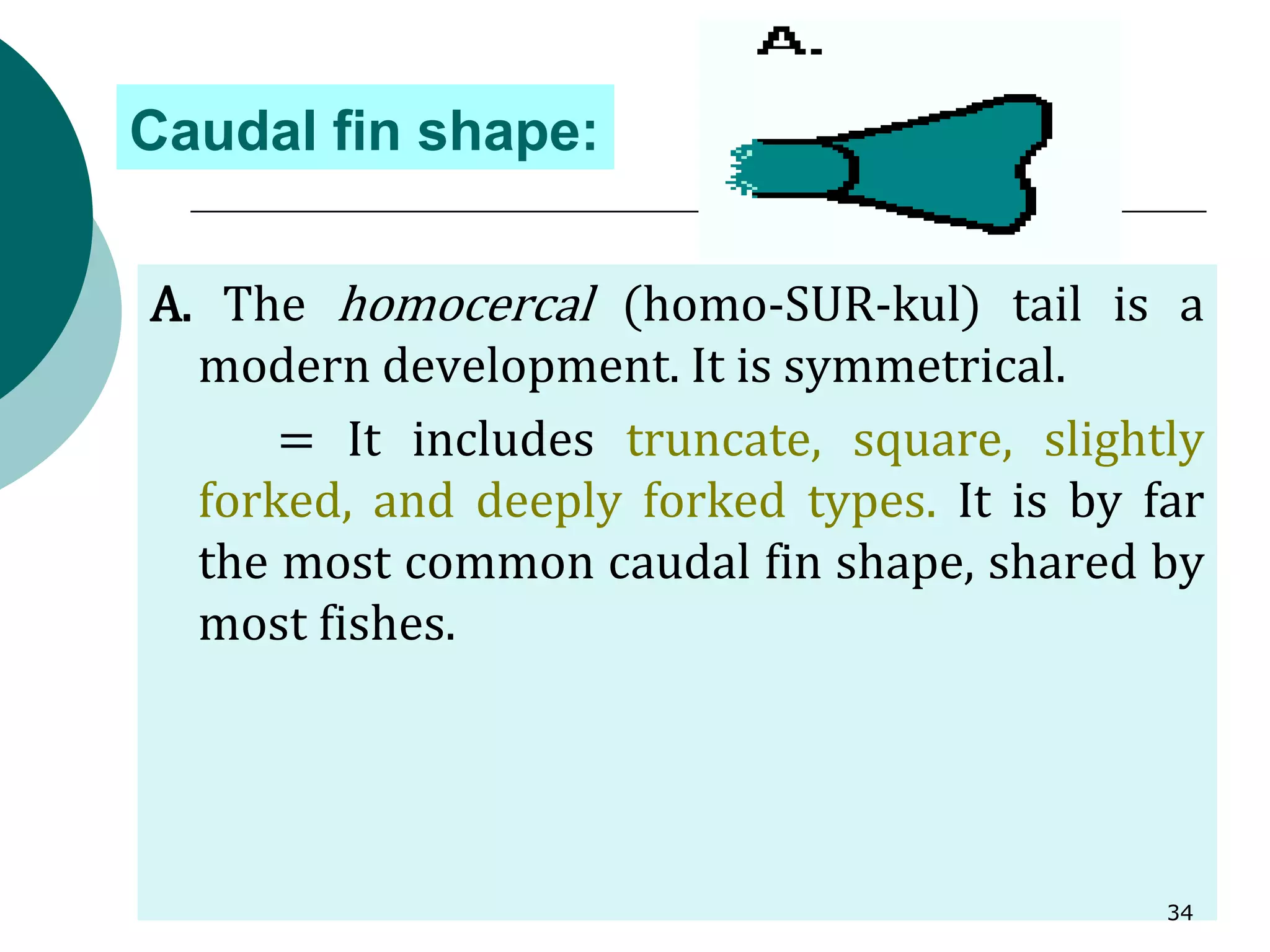 Fish morphology | PPTX