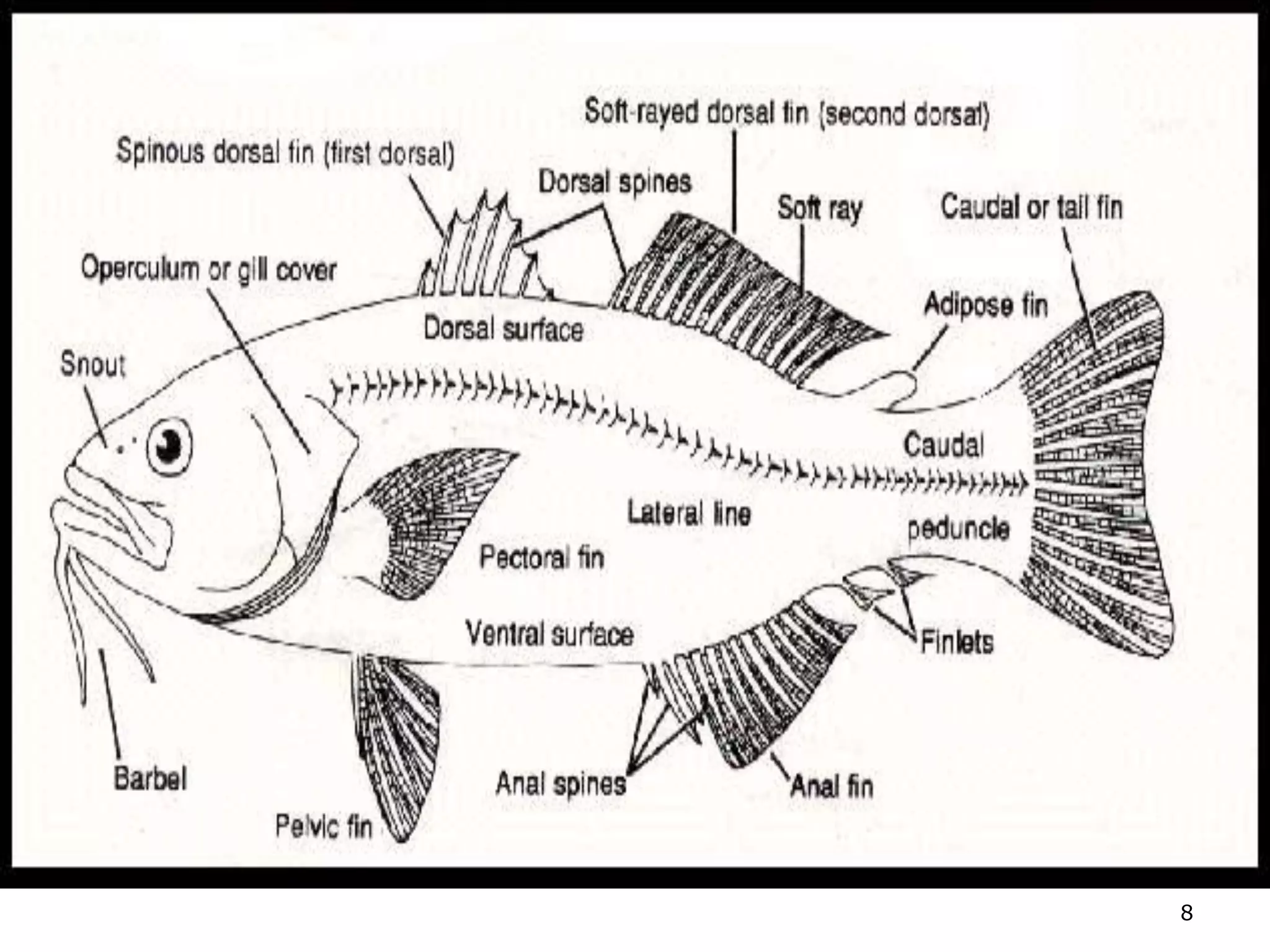 Fish morphology | PPTX