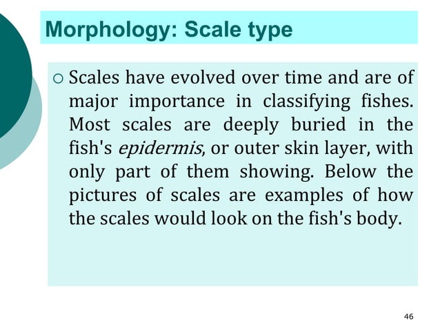 Fish morphology | PPTX
