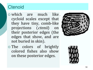 Fish morphology | PPTX