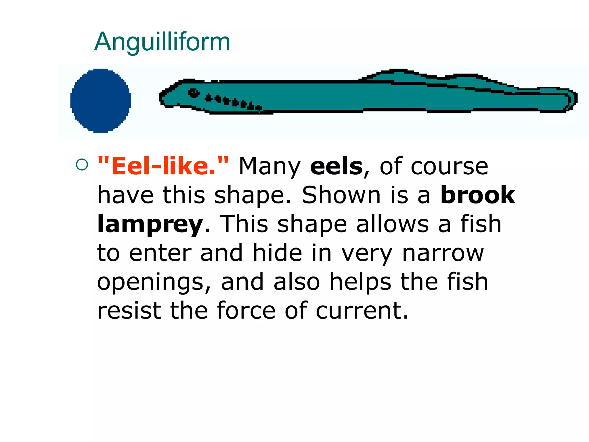Fish Morphology | PPT