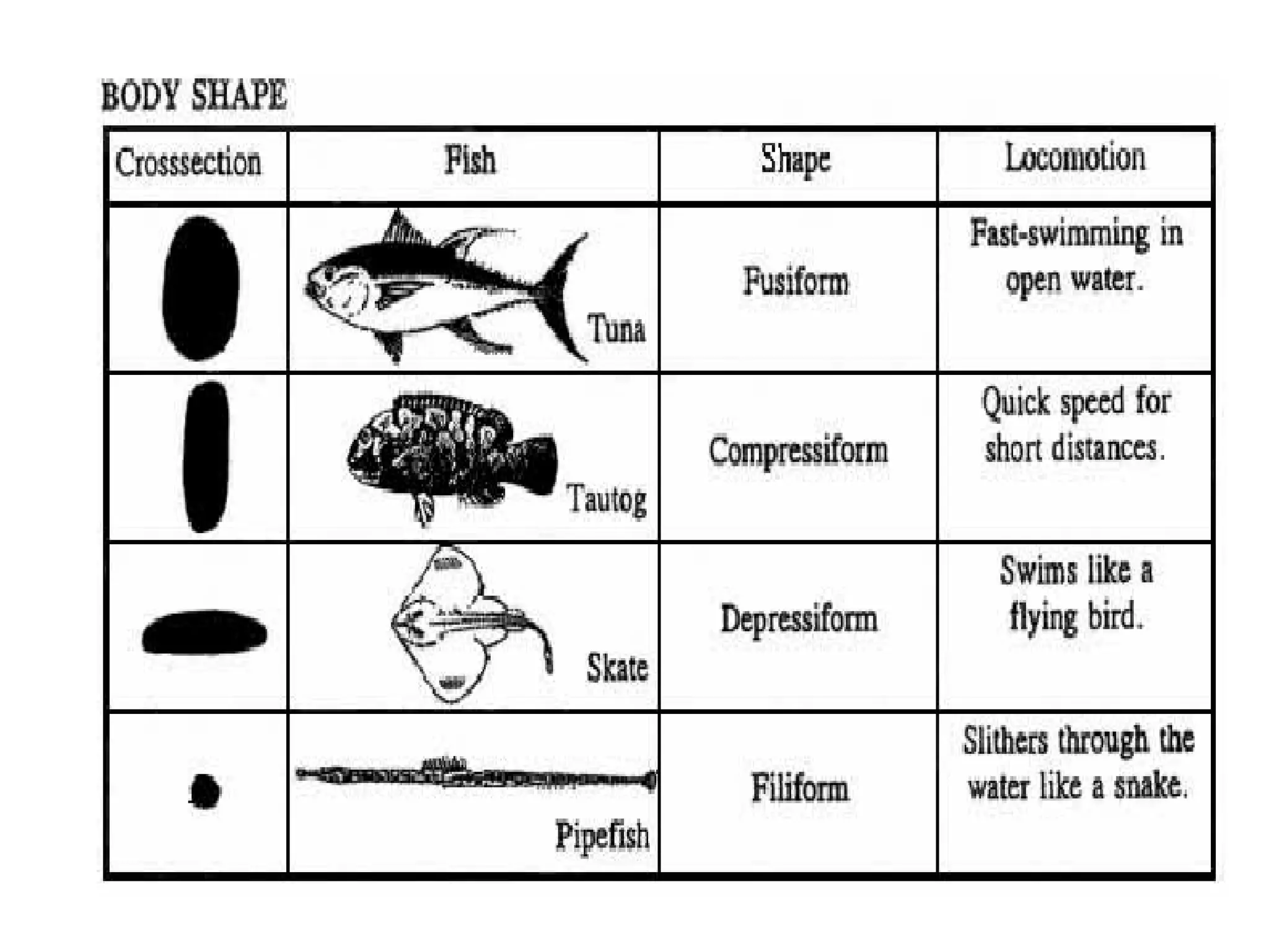 Fish Morphology | PPT