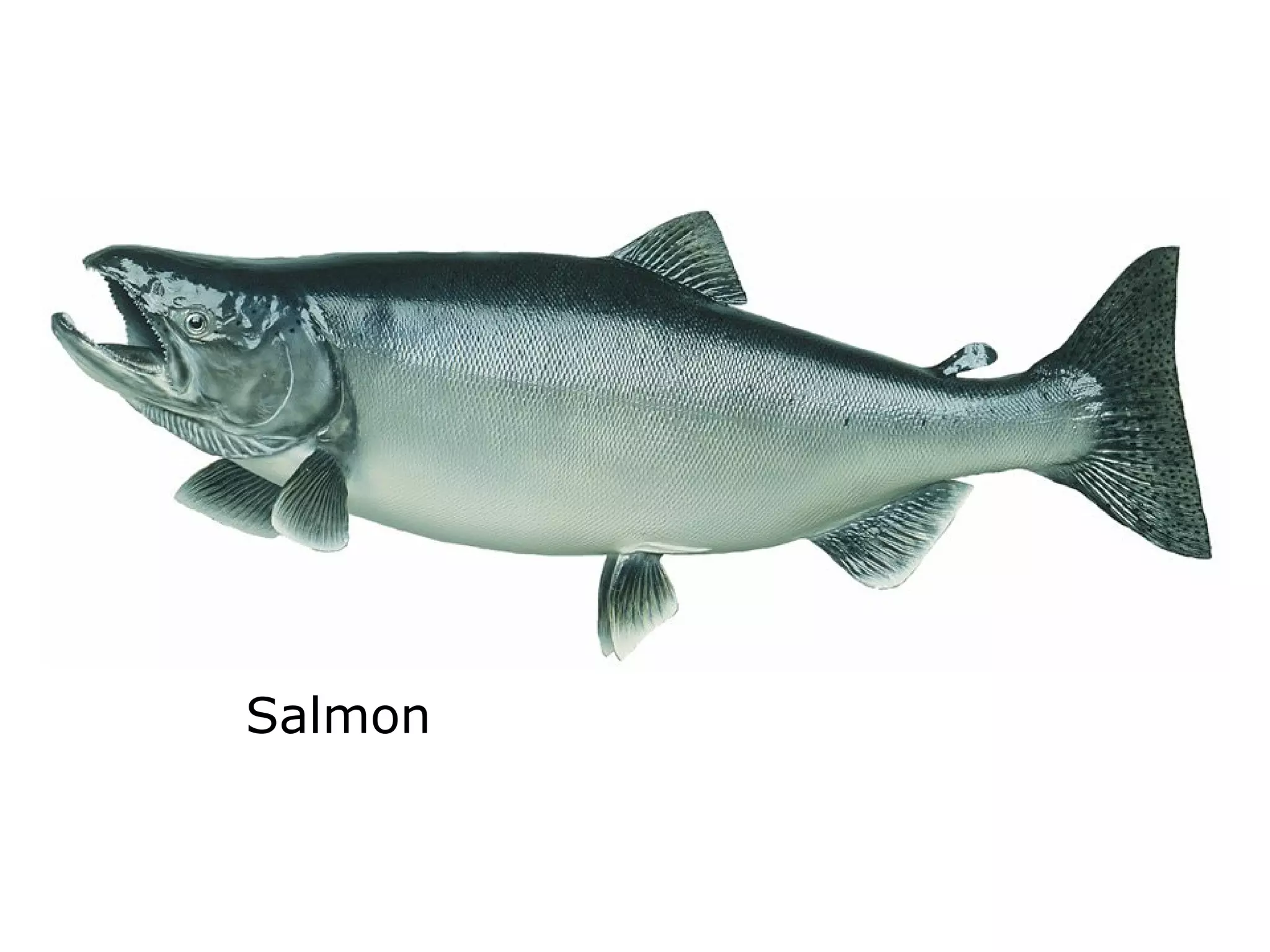 Fish Morphology | PPT