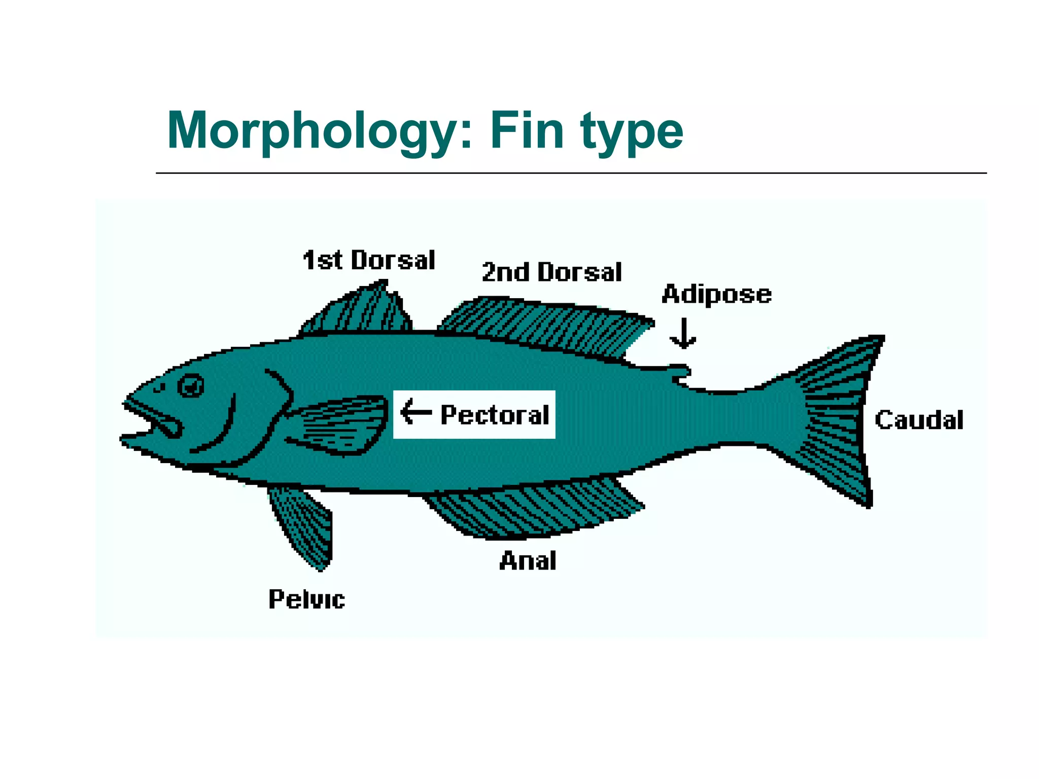 Fish Morphology | PPT