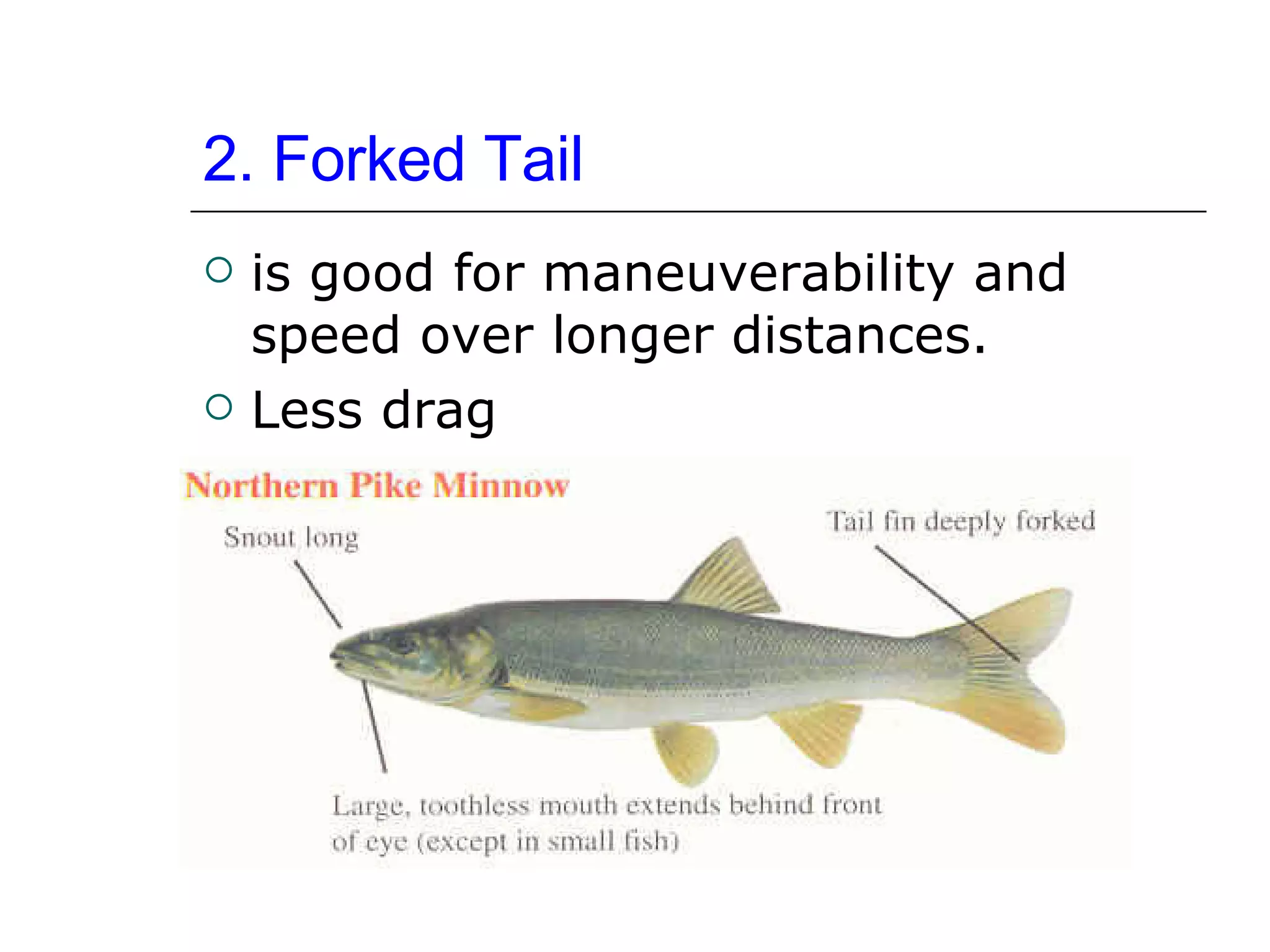 Fish Morphology | PPT