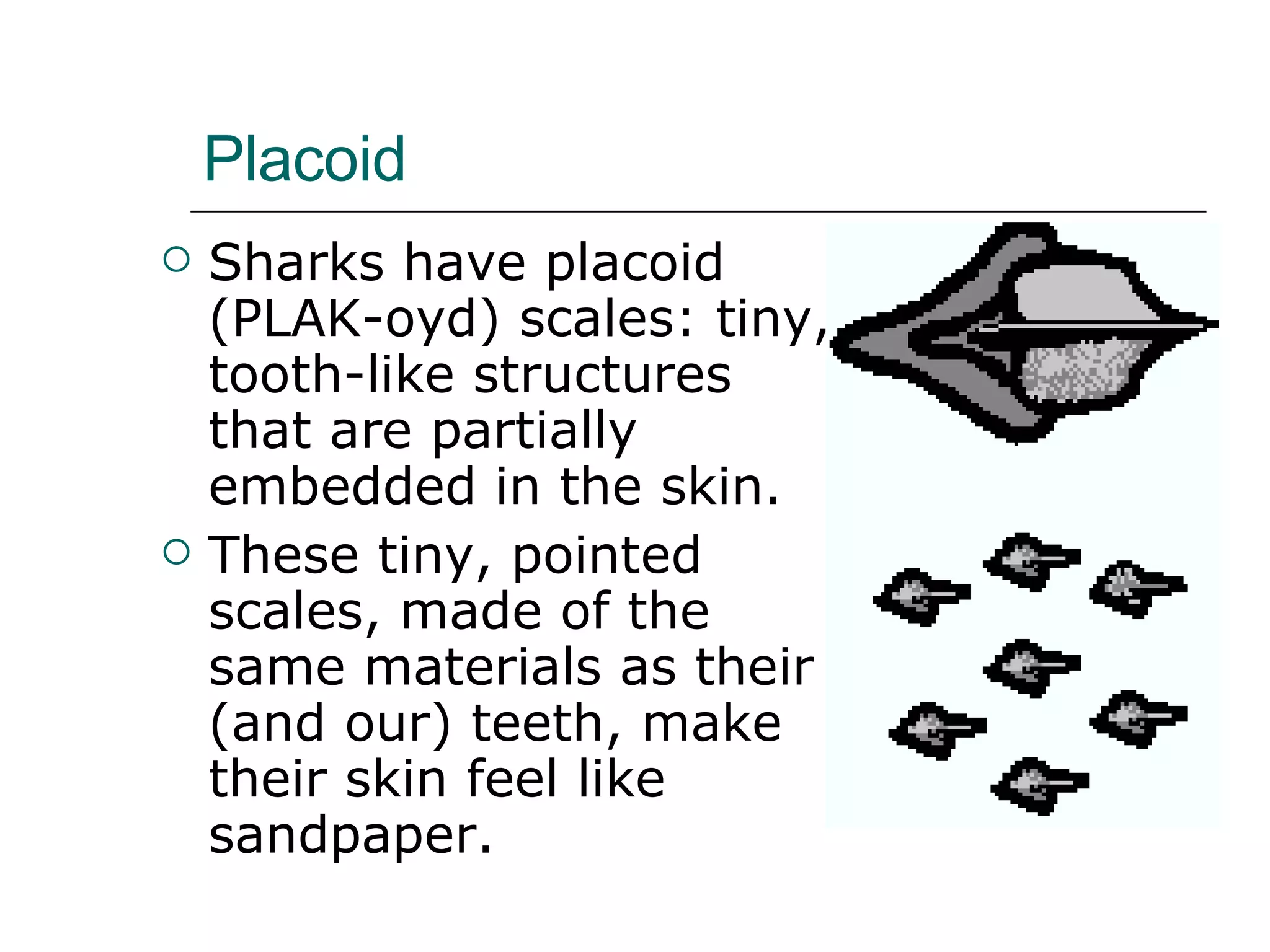Fish Morphology | PPT