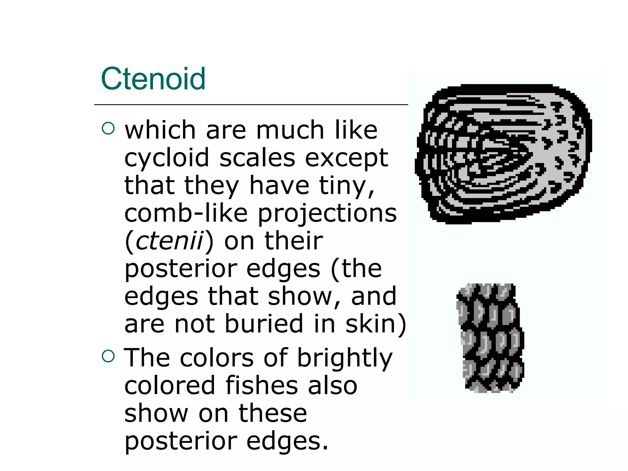 Fish Morphology | PPT