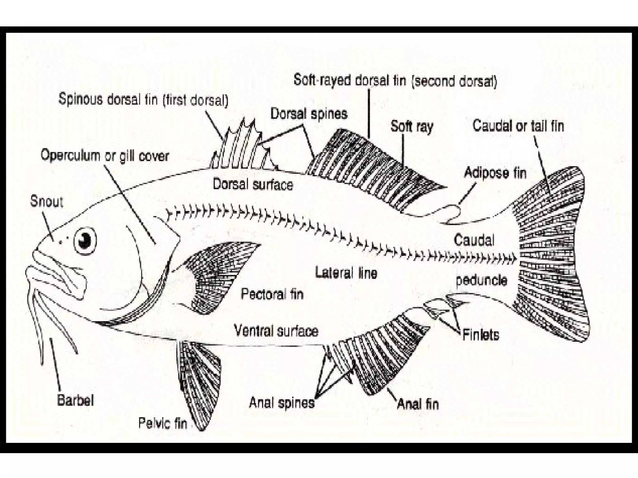 Fish Morphology | PPT