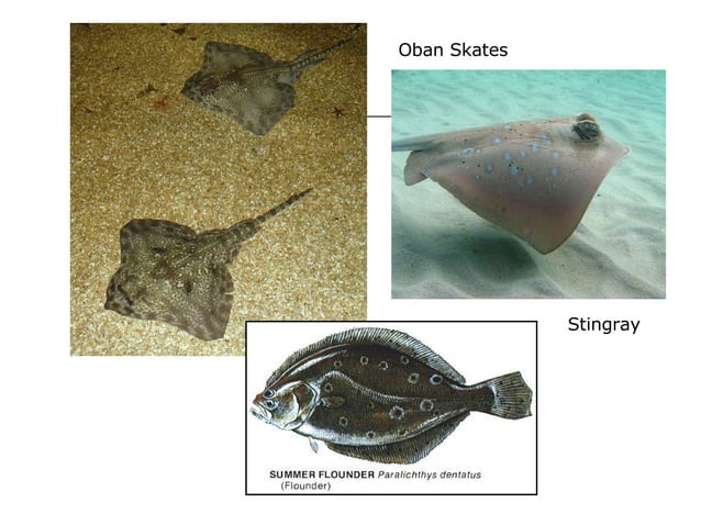 Fish Morphology | PPT