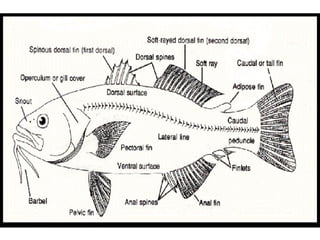 Fish Morphology | PPT