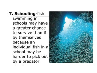 Fish Morphology | PPT