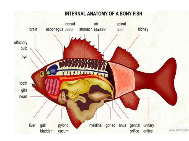 Fish Morphology | PPT