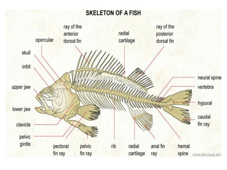 Fish Morphology