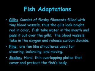 Fish 15 1 | PPT | Free Download