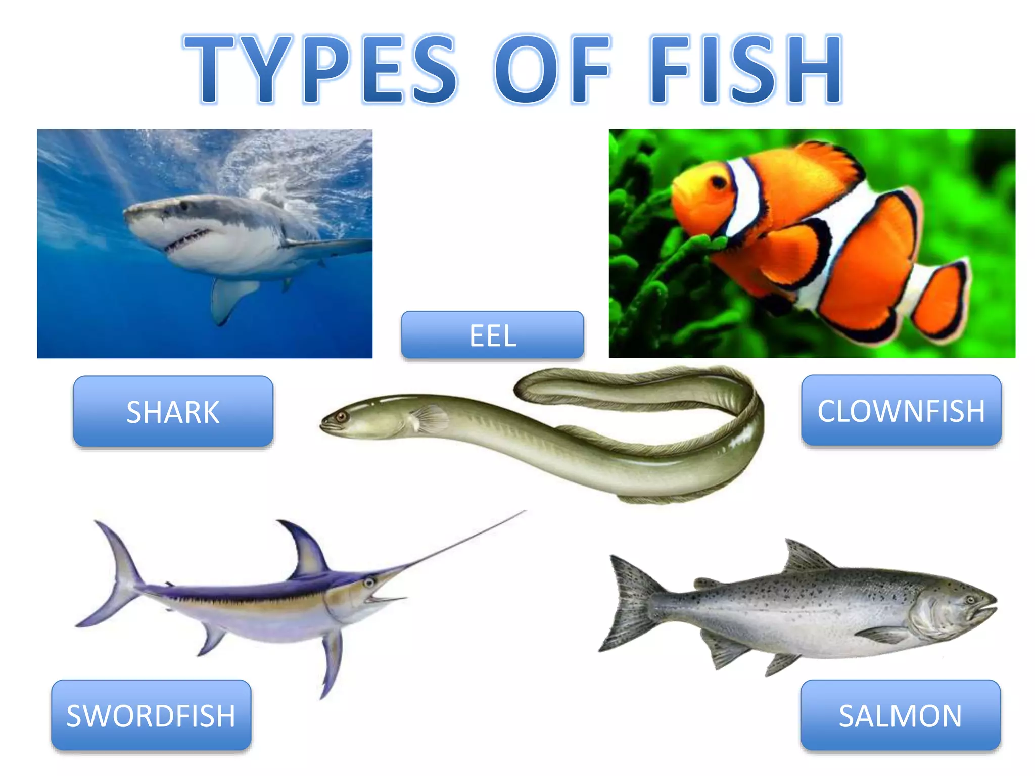 Fish 2 | PPT