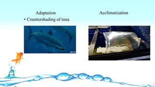 Fish Acclimatization and Adaptation.pptx