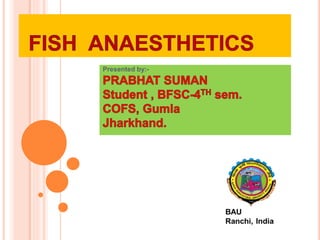 Fish anaesthetics . | PPTX