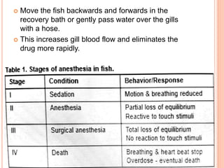 Fish anaesthetics . | PPTX