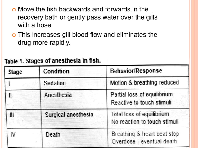 Fish anaesthetics . | PPTX