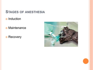 Fish anaesthetics . | PPTX