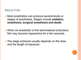 Fish anaesthetics . | PPTX