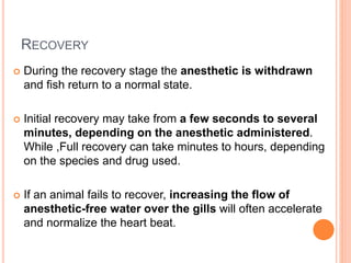 Fish anaesthetics . | PPTX