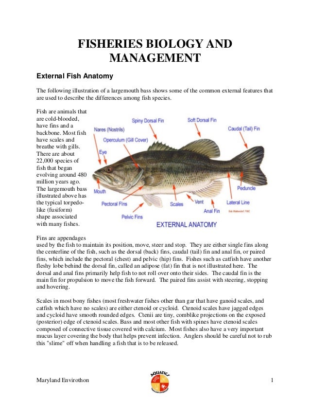 Fish Anatomy Fish Anatomy