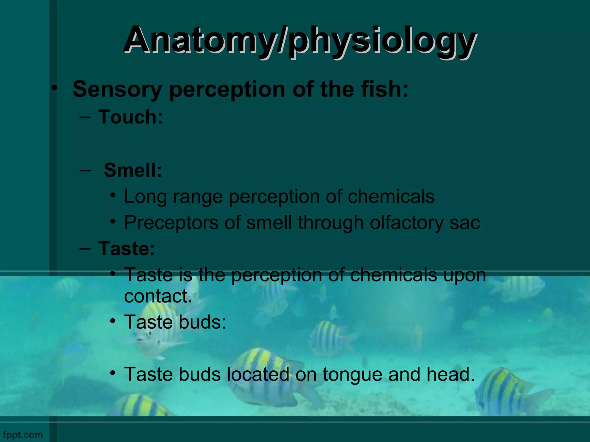 Fish anatomy and physilogy | PPT