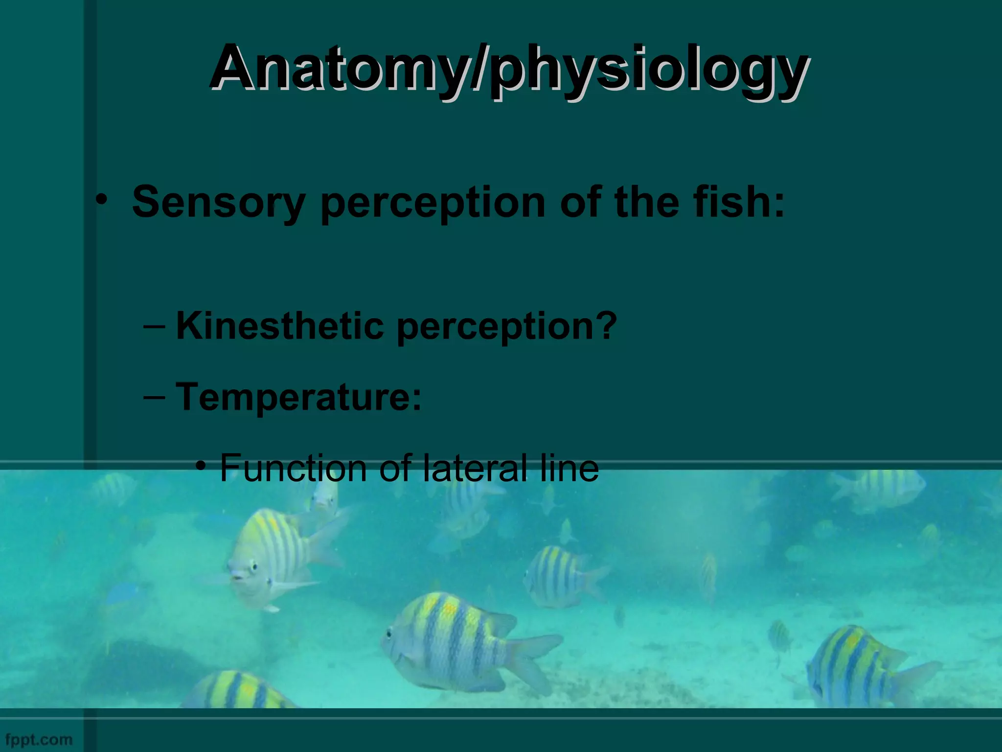 Fish anatomy and physilogy | PPT