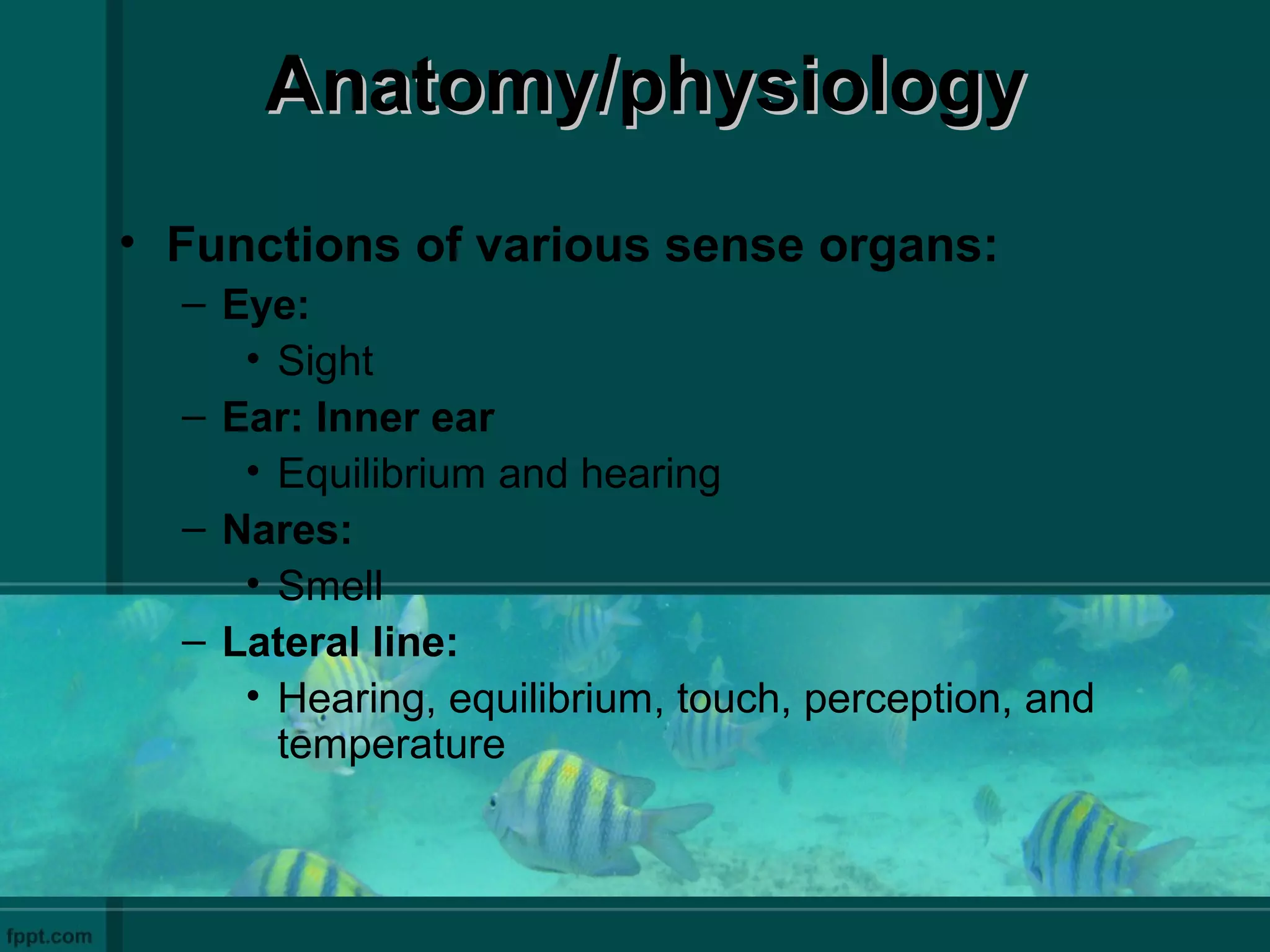 Fish anatomy and physilogy | PPT