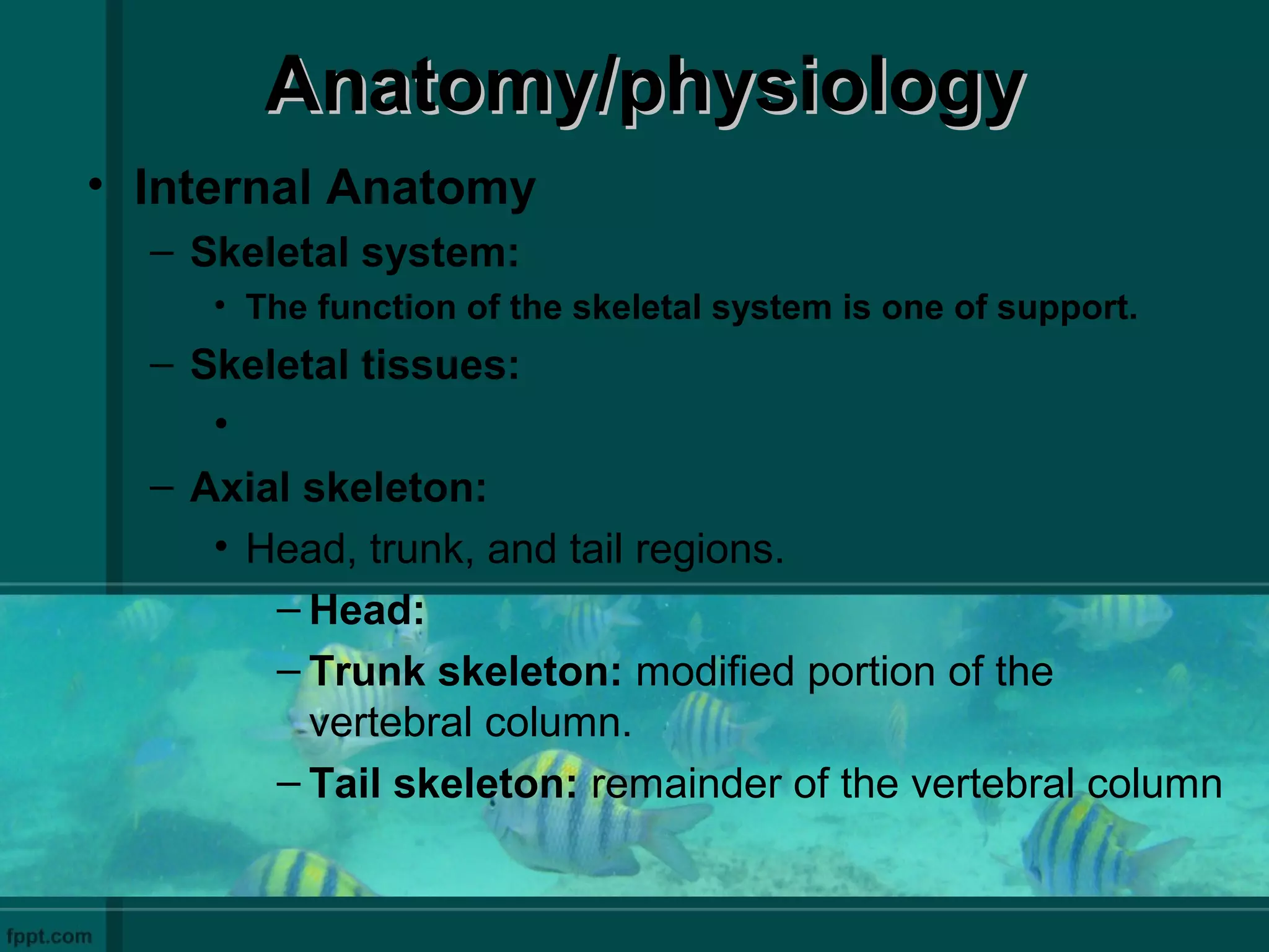 Fish anatomy and physilogy | PPT