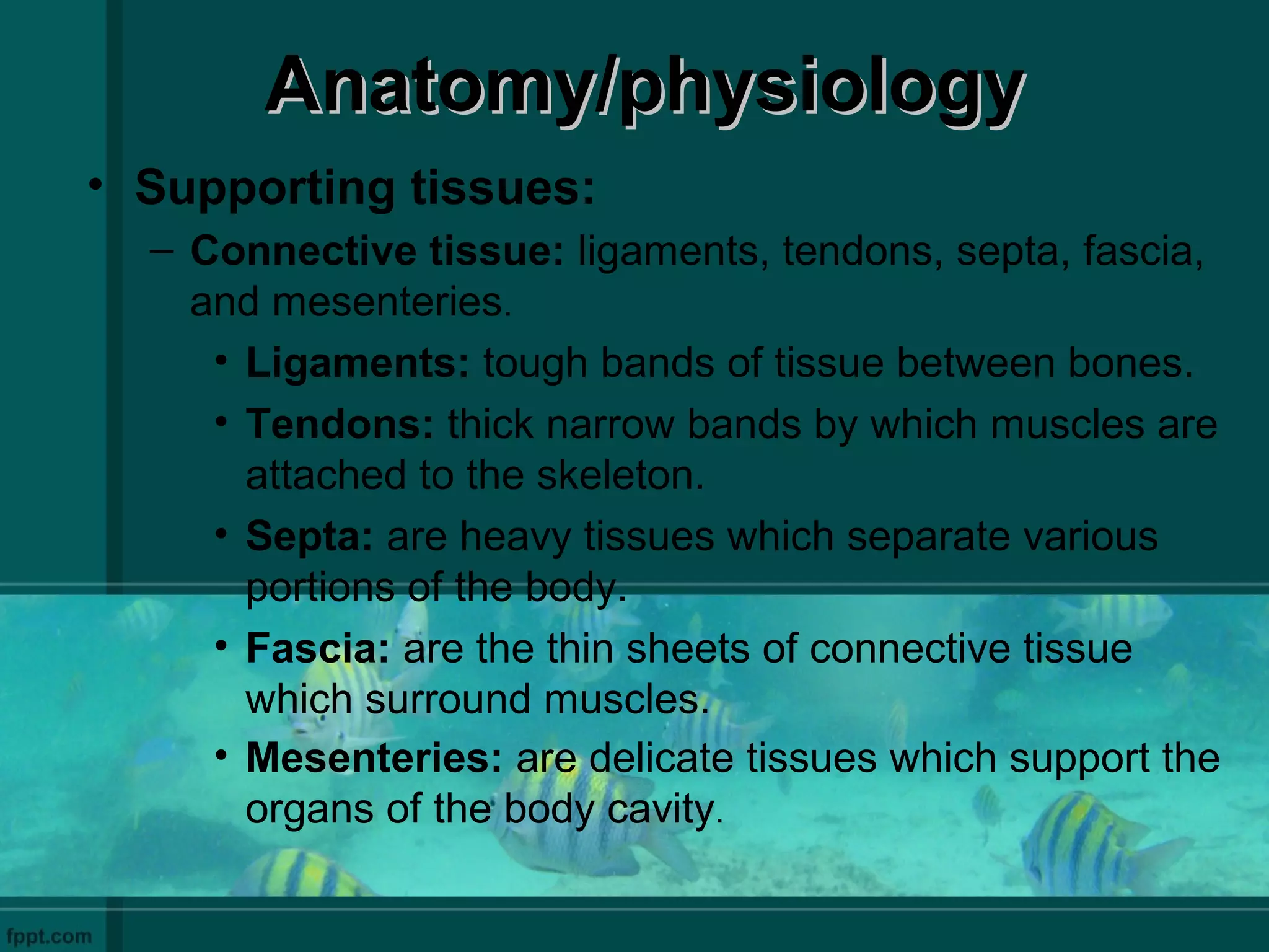 Fish anatomy and physilogy | PPT