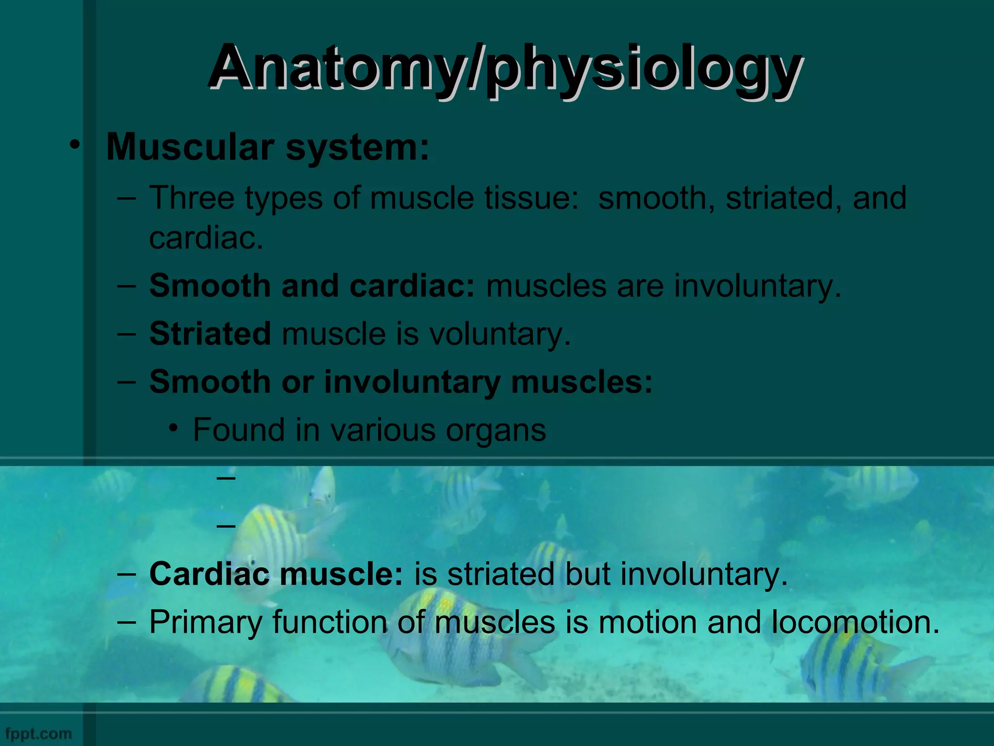 Fish anatomy and physilogy | PPT