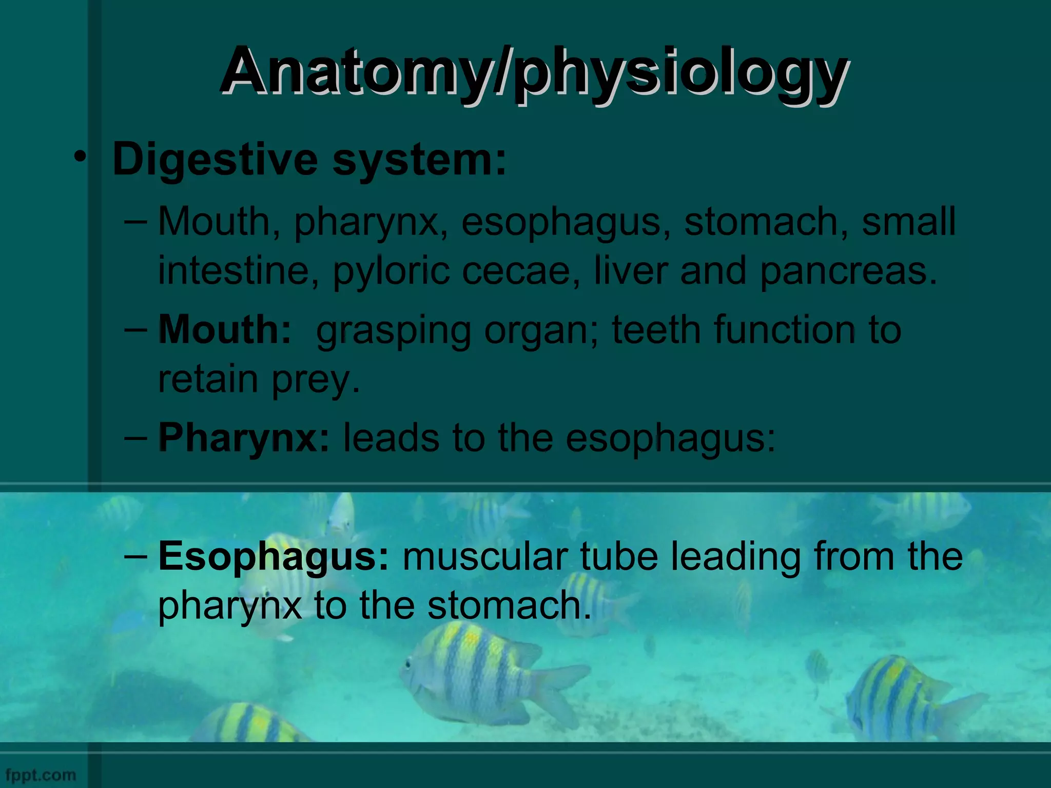 Fish anatomy and physilogy | PPT