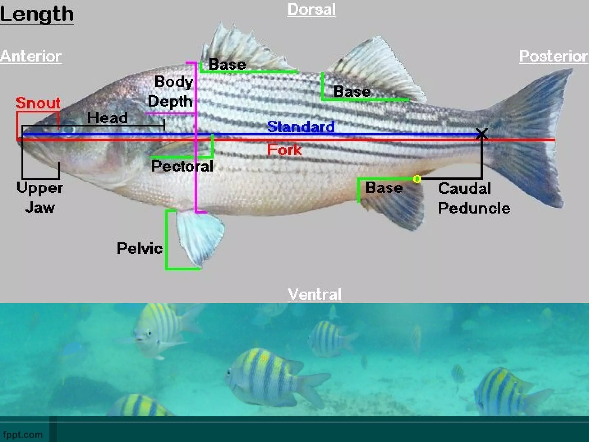 Fish anatomy and physilogy | PPT