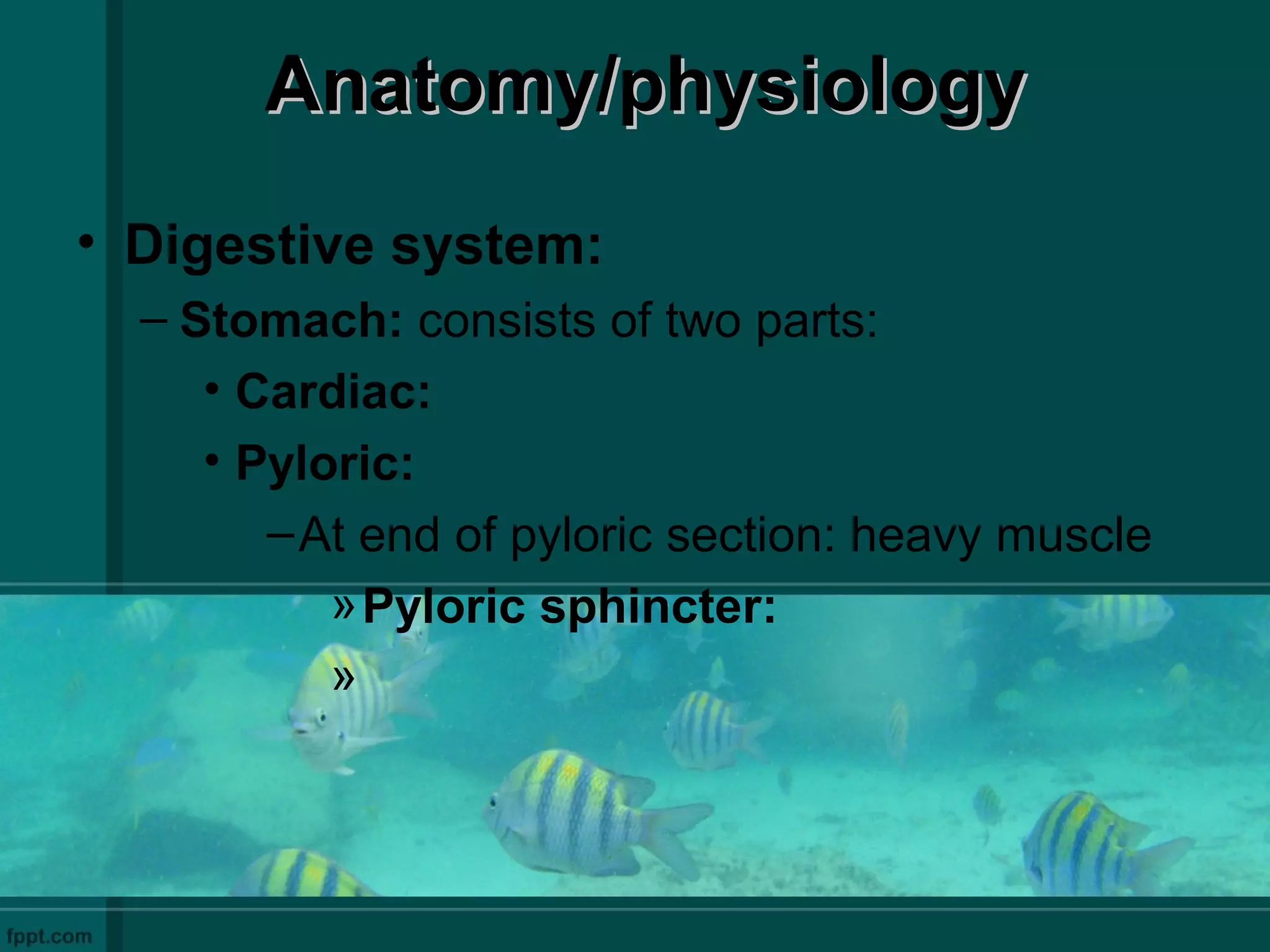 Fish anatomy and physilogy | PPT
